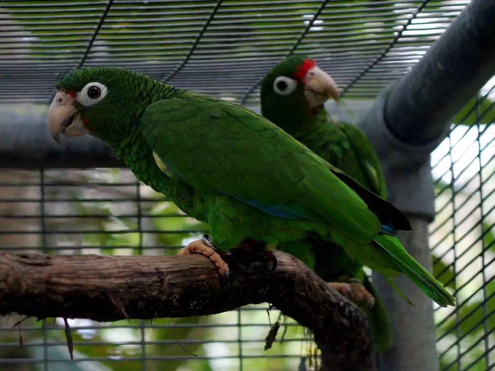 Squawking Duets of Puerto Rican Parrots