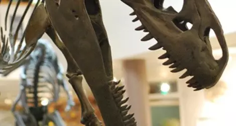 Allosaurus, te sien by die CEU Museum in Price, Utah