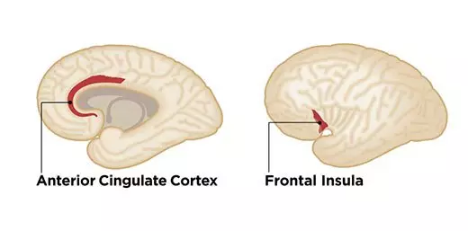 Células cerebrais para socializar 20976_4