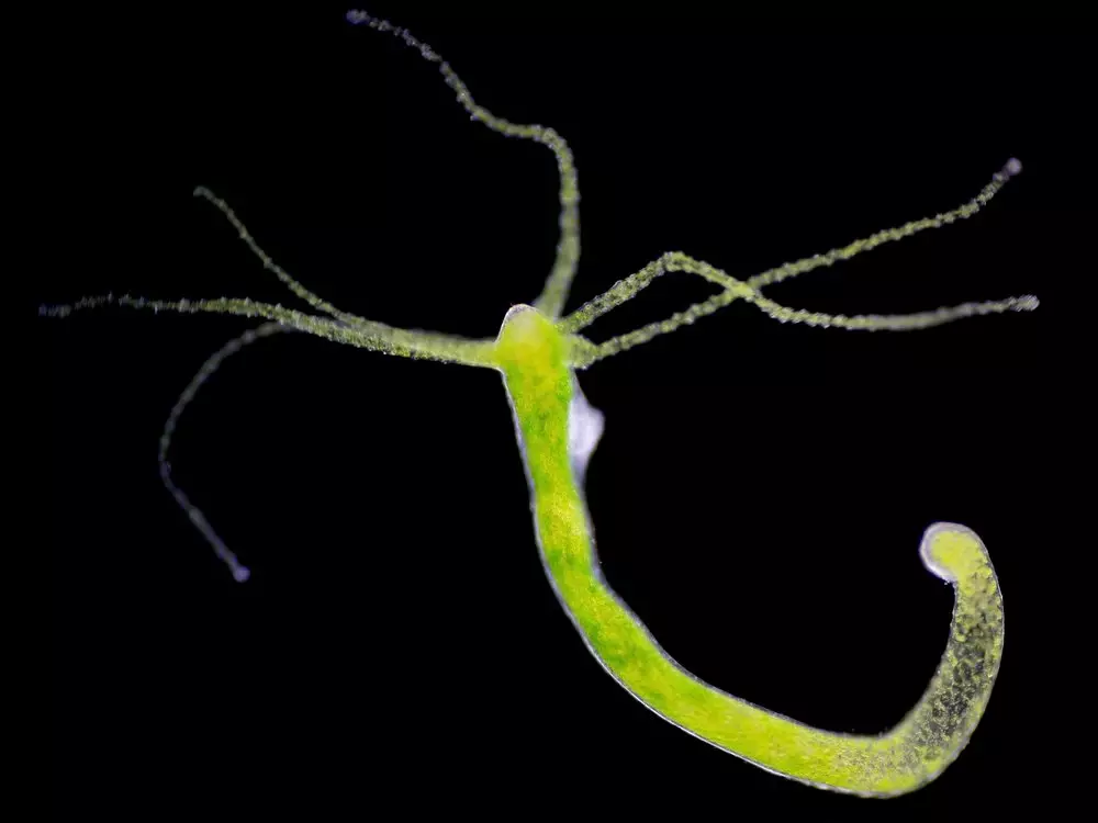 Un animal tubular verde lung, cu tentacule la un capăt pe un fundal negru