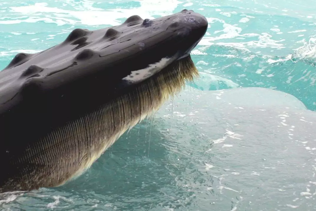 Ces anciens artefacts de fanons de baleine peuvent maintenant raconter de nouvelles histoires