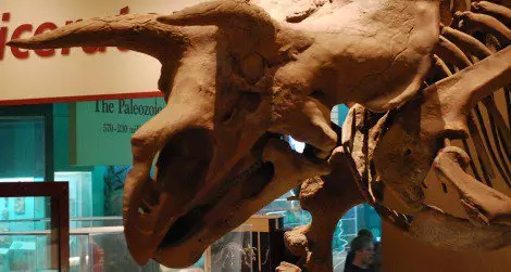 Triceratops e le'i oona