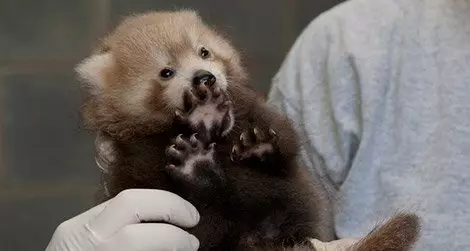 Прекрасното црвено младенче на панда