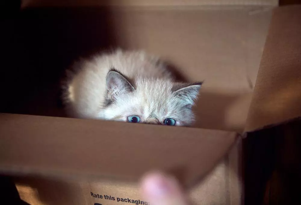 Pisica într-o cutie