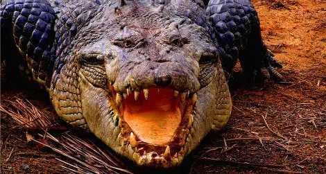 Một số loài cá sấu được biết là tấn công con người