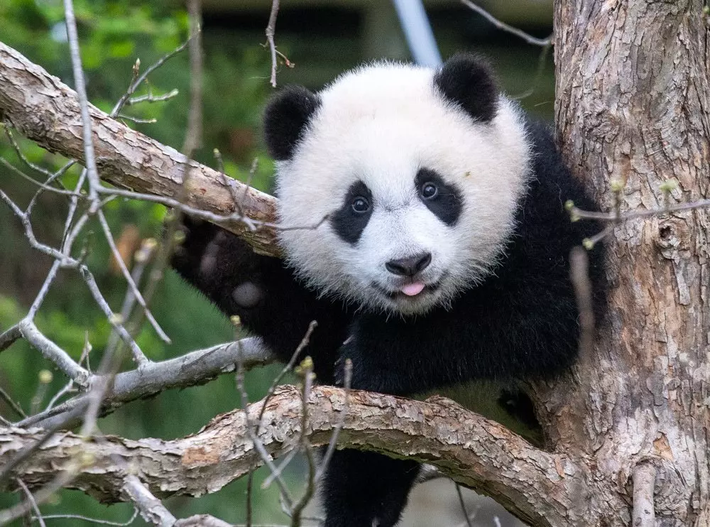 Primer pla del cadell de panda gegant Xiao Qi Ji en un arbre amb la llengua fora