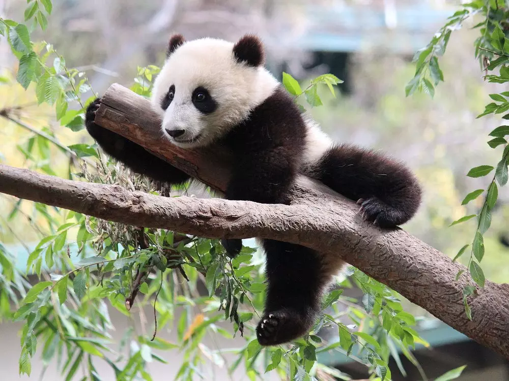 Sou entènèt jwèt Panda ti bebe