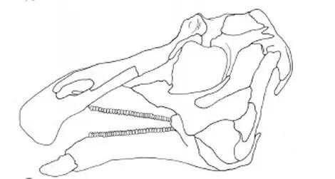অ্যাক্রিস্টাভাস (উপরে), মাইসাউরা (মাঝখানে) এবং ব্র্যাকিলোফোসরাস (নীচে) এর খুলির রেখা অঙ্কন