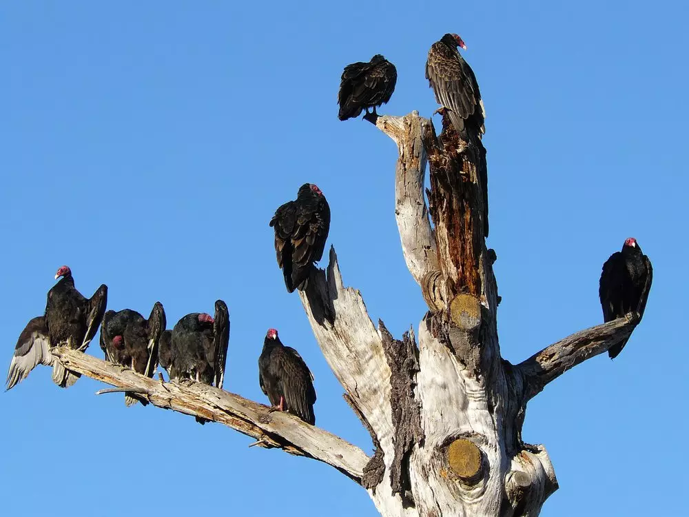 Mentre scavano tra le carcasse in decomposizione, gli avvoltoi si espongono a pericolosi agenti patogeni. Gary Graves studia i microrganismi unici nelle viscere di questi uccelli che li aiutano a resistere alle infezioni. (Joyce Cory)