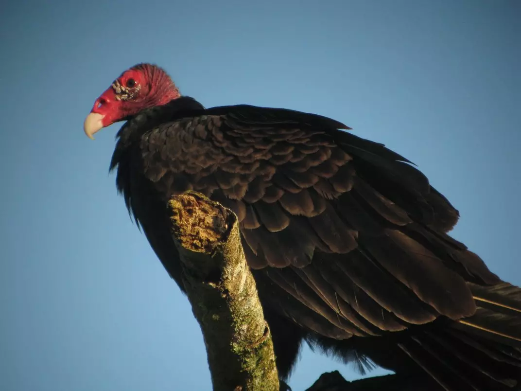 Ein schwarz-roter Vogel sitzt auf einem Ast.