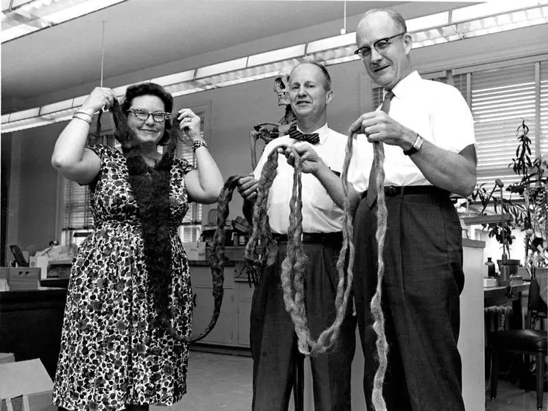 Smithsonian-antropologer holder verdens længste skæg op efter det blev doneret til National Museum of Natural History i 1967. (Smithsonian)