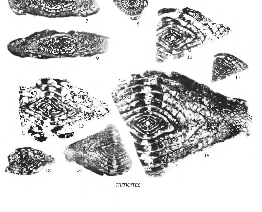 Mikroskopbillede af fossile marine organismer.