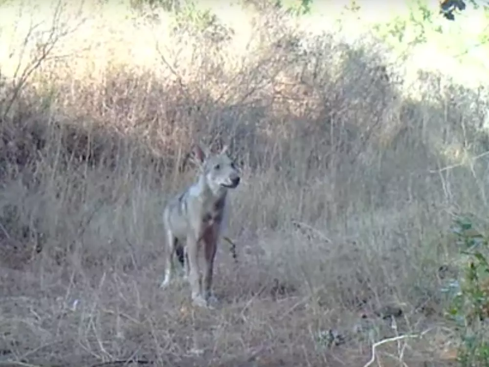 Wolf Pups hụrụ nso Rome na nke mbụ n'ime afọ iri