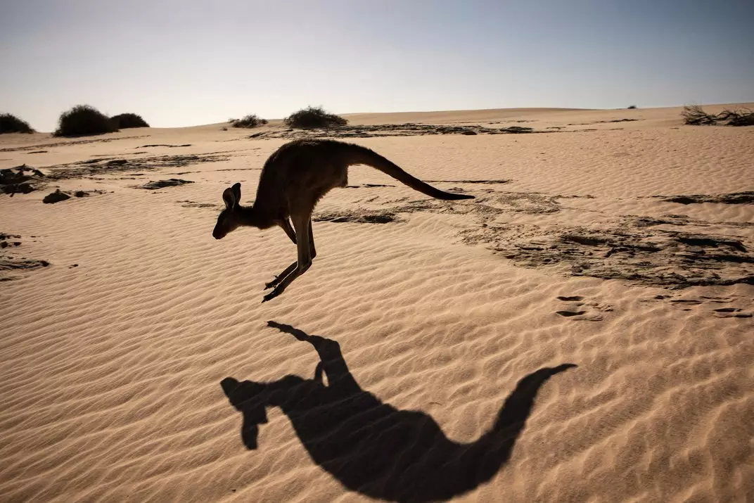 Kangaroo sa Mungo National Park