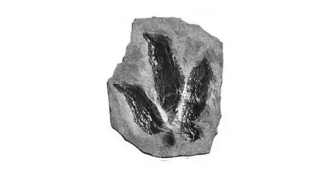 Uma das muitas pegadas de dinossauros figuradas em Ichnology of New England, de Edward Hitchcock.