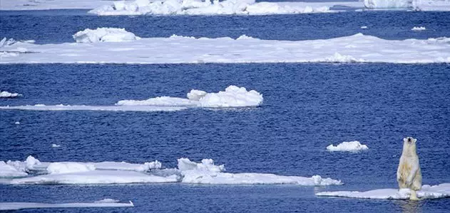 Polarni medved na talečem se ledeniku