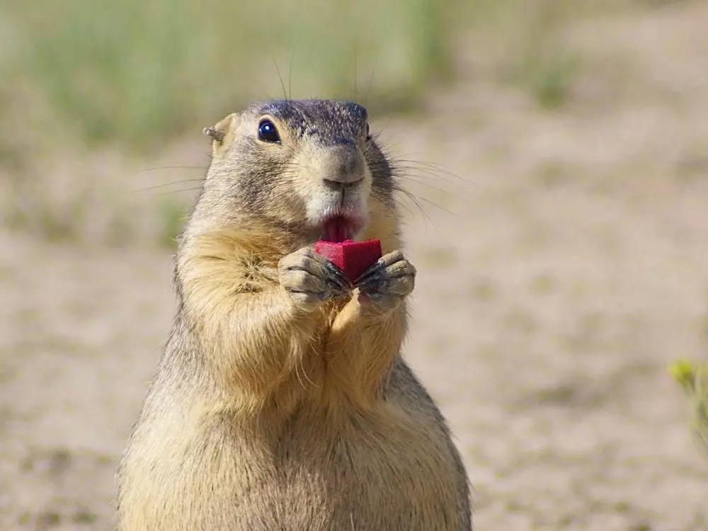 Prairie Dog