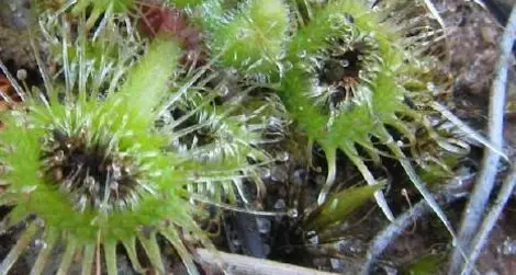 VIDÉO : regardez cette plante carnivore jeter un insecte dans sa bouche