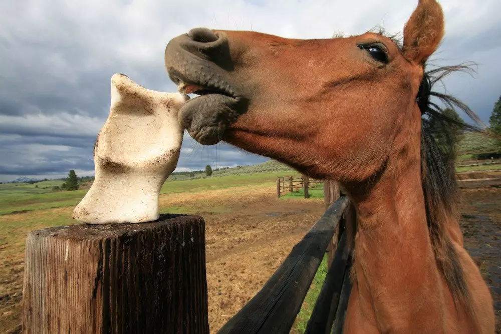 Qui a dit que les chevaux et les vaches ne pouvaient pas être des artistes ?