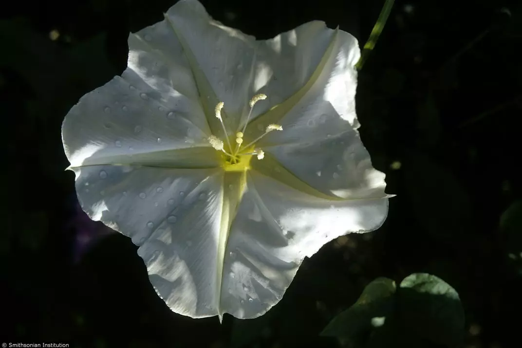 Una flor blanca en flor.