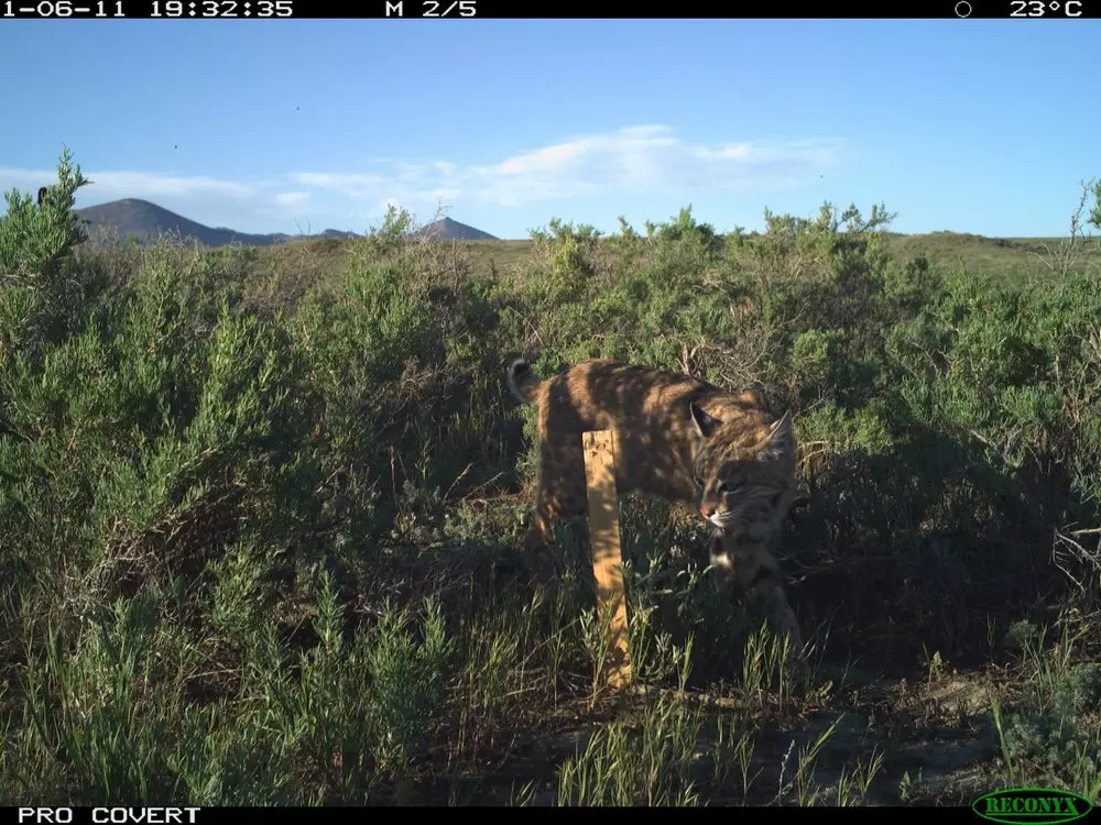 Bobcat pego na armadilha da câmera andando por arbustos e arbustos nas pastagens de Montana