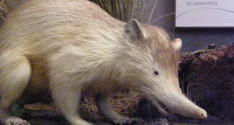 Un solenodonte de peluche nun museo