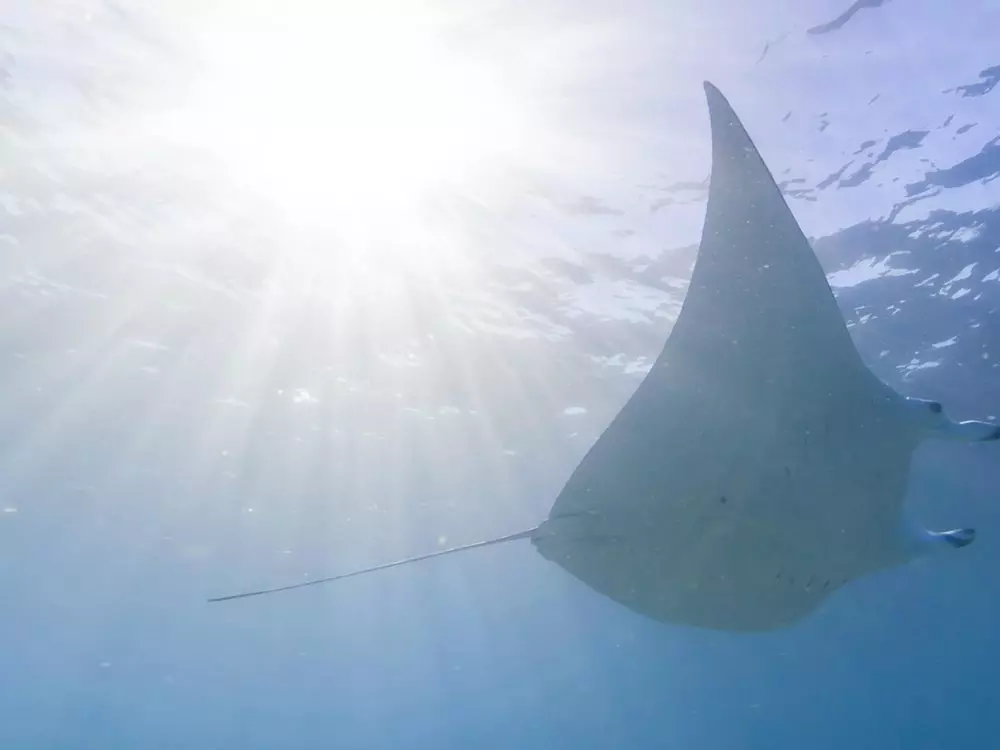 Google nqa Street View mus rau Great Barrier Reef