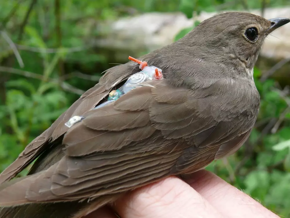 Incluso as subespecies próximas de aves migratorias non poden poñerse de acordo sobre a mellor ruta