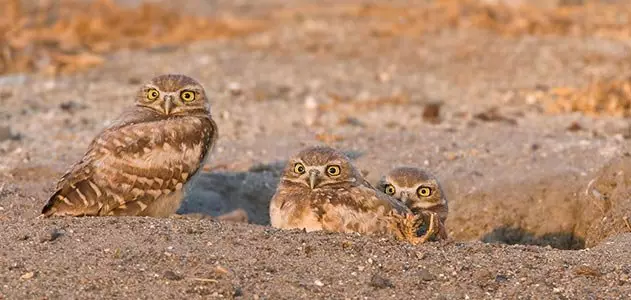 De kleine uilen die onder de grond leven