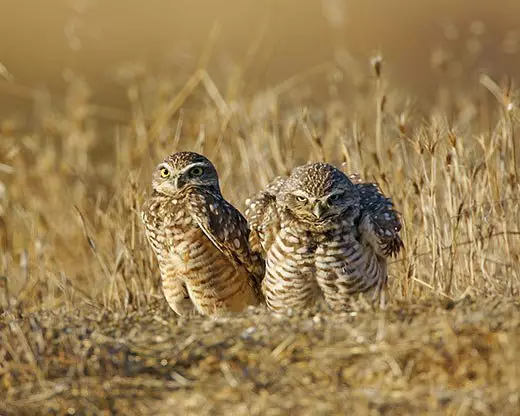 Kananan Owls Masu Rayuwa Karkashin Kasa 21398_7