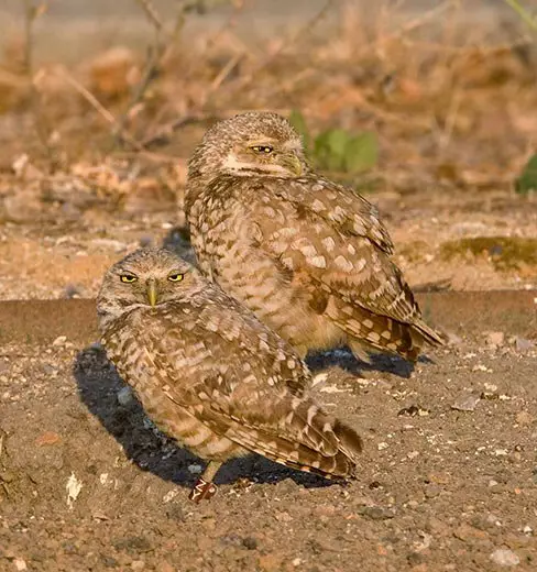 Kananan Owls Masu Rayuwa Karkashin Kasa 21398_8