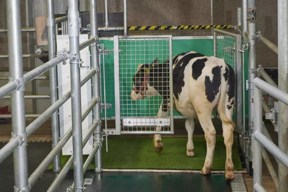 محققین پاٹی نے نوجوان گایوں کو تربیت دی، گرین ہاؤس گیسوں کو کم کرنے کا ایک امید افزا اقدام