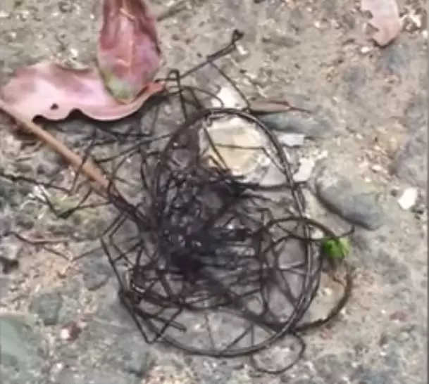 This Jumble of Writhing Sticks Is Actually a Bizarre Parasite