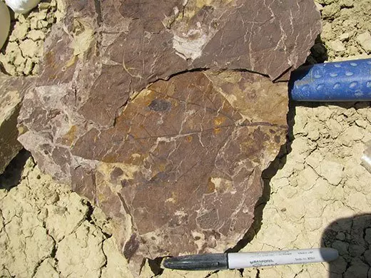 Wyoming Paleontology Dispatch #3: Como datar un fósil 21410_2