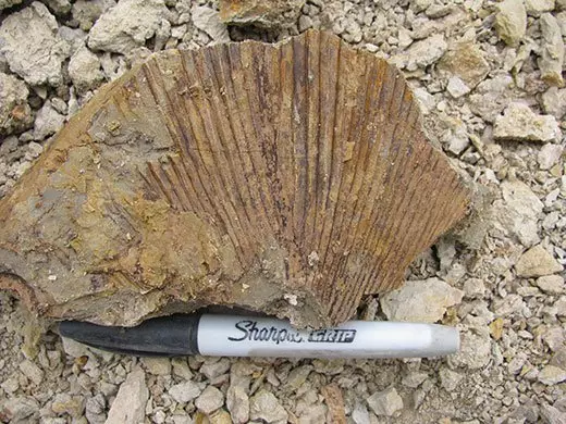 Wyoming Paleontology Dispatch #3: Mokhoa oa ho intša le mesaletsa ea lintho tsa khale 21410_3