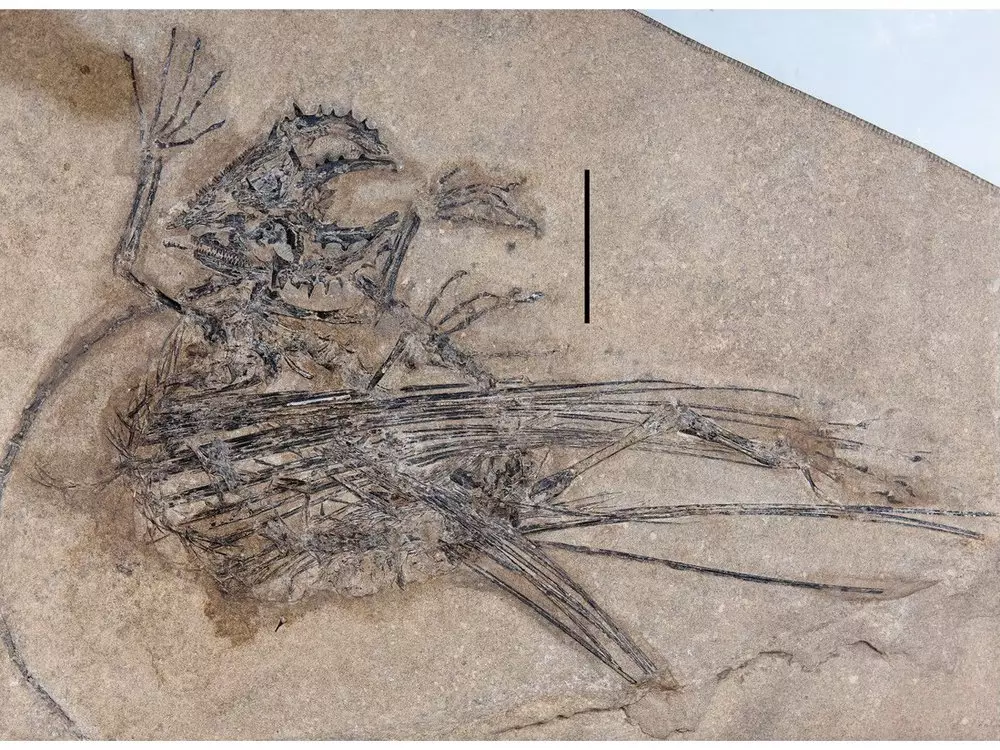 Bej renkli arka planda fosilleşmiş weigeltisaurid iskeleti