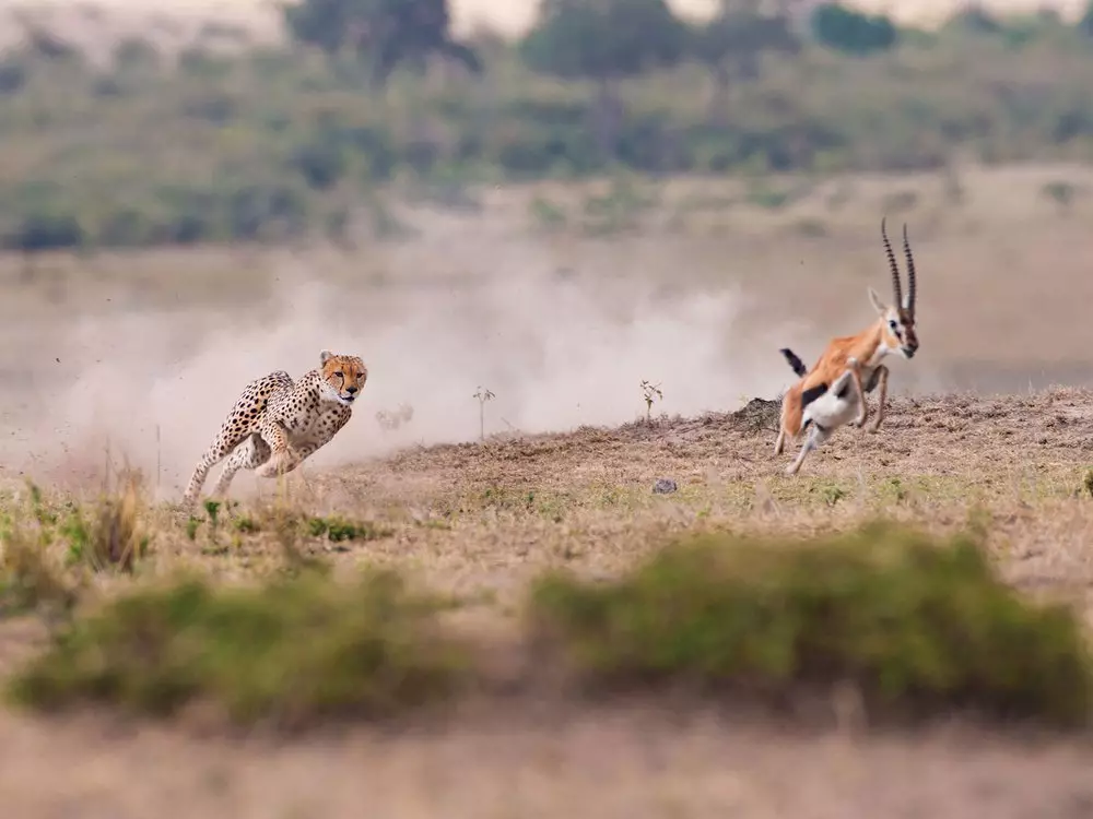 Cheetah Hunting Prey