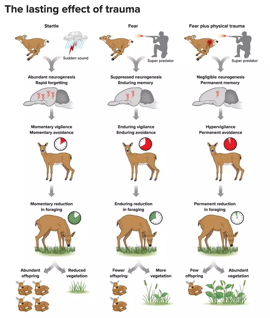 Efecto duradero del trauma en animales