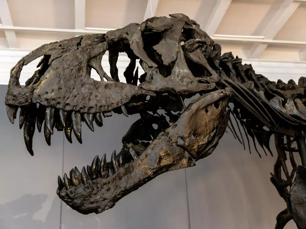 Tyrannosaurus rexin pää nähty Tanskan luonnontieteellisessä museossa 9.6.2020 Kööpenhaminassa