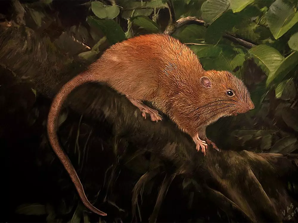 Fall in Love With This Newly Discovered Giant Island Rat