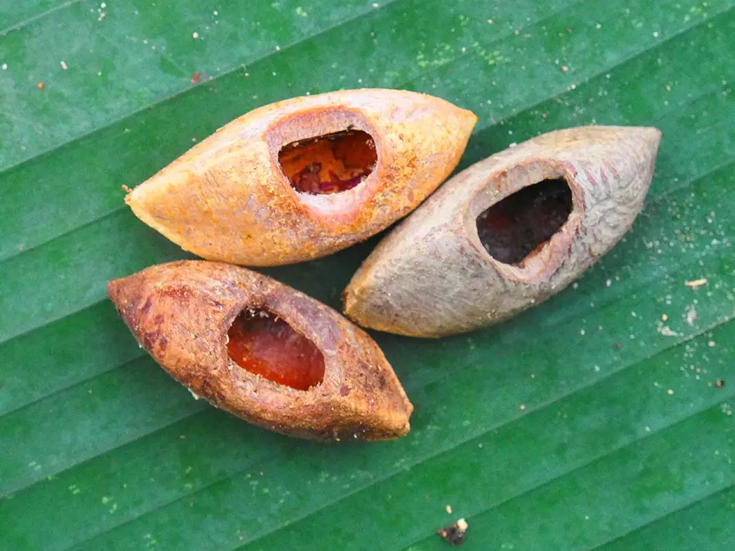 Apaixone-se por este rato gigante recém-descoberto da ilha