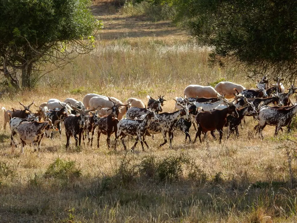 האם עיזים יכולות לעזור לפתור את משבר השריפות של פורטוגל?