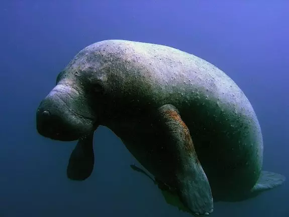 Nyob zoo Florida: Tsis txhob Messing Nrog Mating Manatees