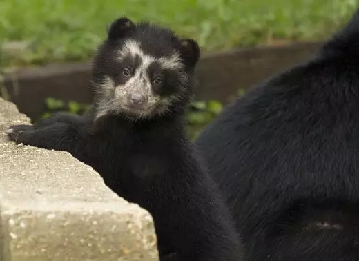 Wana Vhoti Yako Pa: Kutumidza zita reAndean Bear Cubs