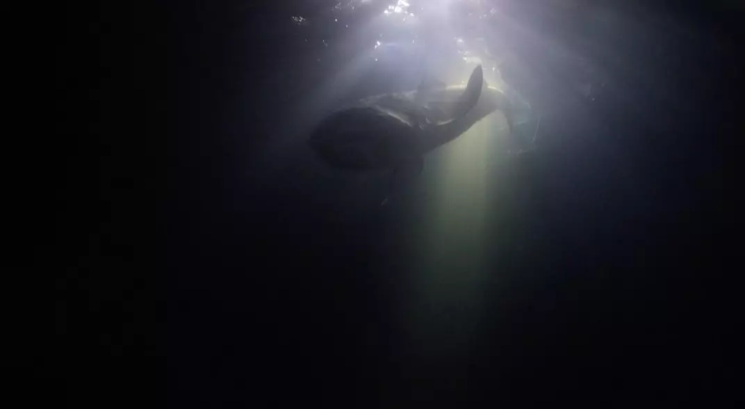 Выгляд знізу на акулу, якая плавае ў цёмнай вадзе.