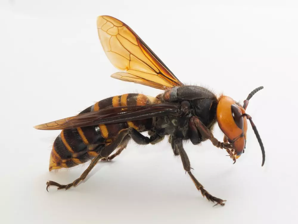 여왕 아시아 자이언트 말벌의 클로즈업 이미지. 말벌은 검은색과 주황색 줄무늬가 있으며 흰색 배경에 대해 오른쪽을 향하고 있습니다.
