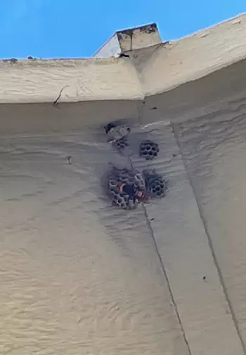 Μια φωτογραφία ενός ασιατικού γιγάντιου σφήκας που επιτίθεται σε μια χάρτινη φωλιά σφηκών στις 12 Αυγούστου 2021