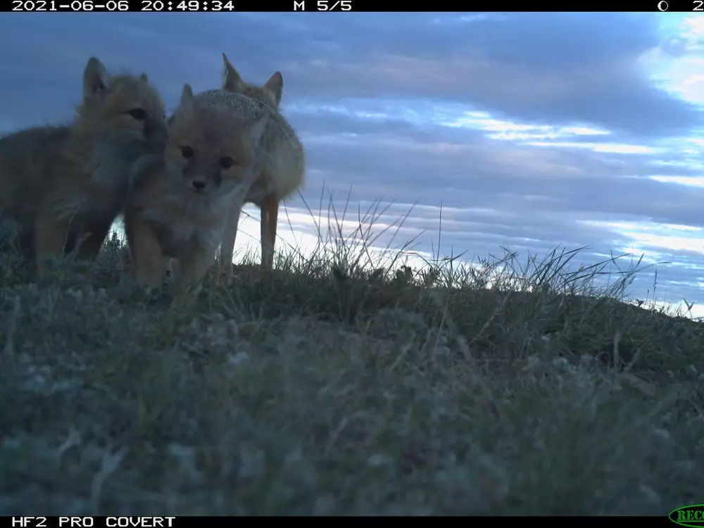 Aisea ua su'eina ai e le au su'esu'e fanua mutia o Montana mo Swift Fox Scat