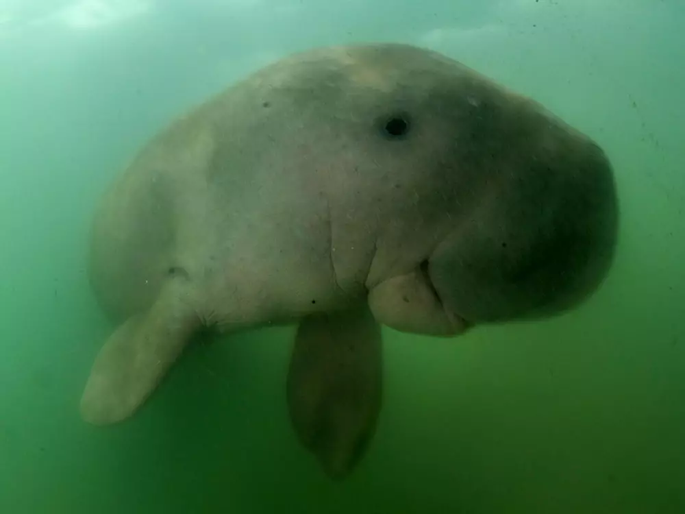 Ljubljeni dojenček Dugong je umrl po zaužitju plastike