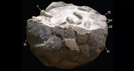 Un huevo de dinosaurio con capullos de avispa conservados en su interior.